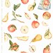 Watercolor Apples and Pears Clipart. Autumn, Thanksgiving Clipart ...
