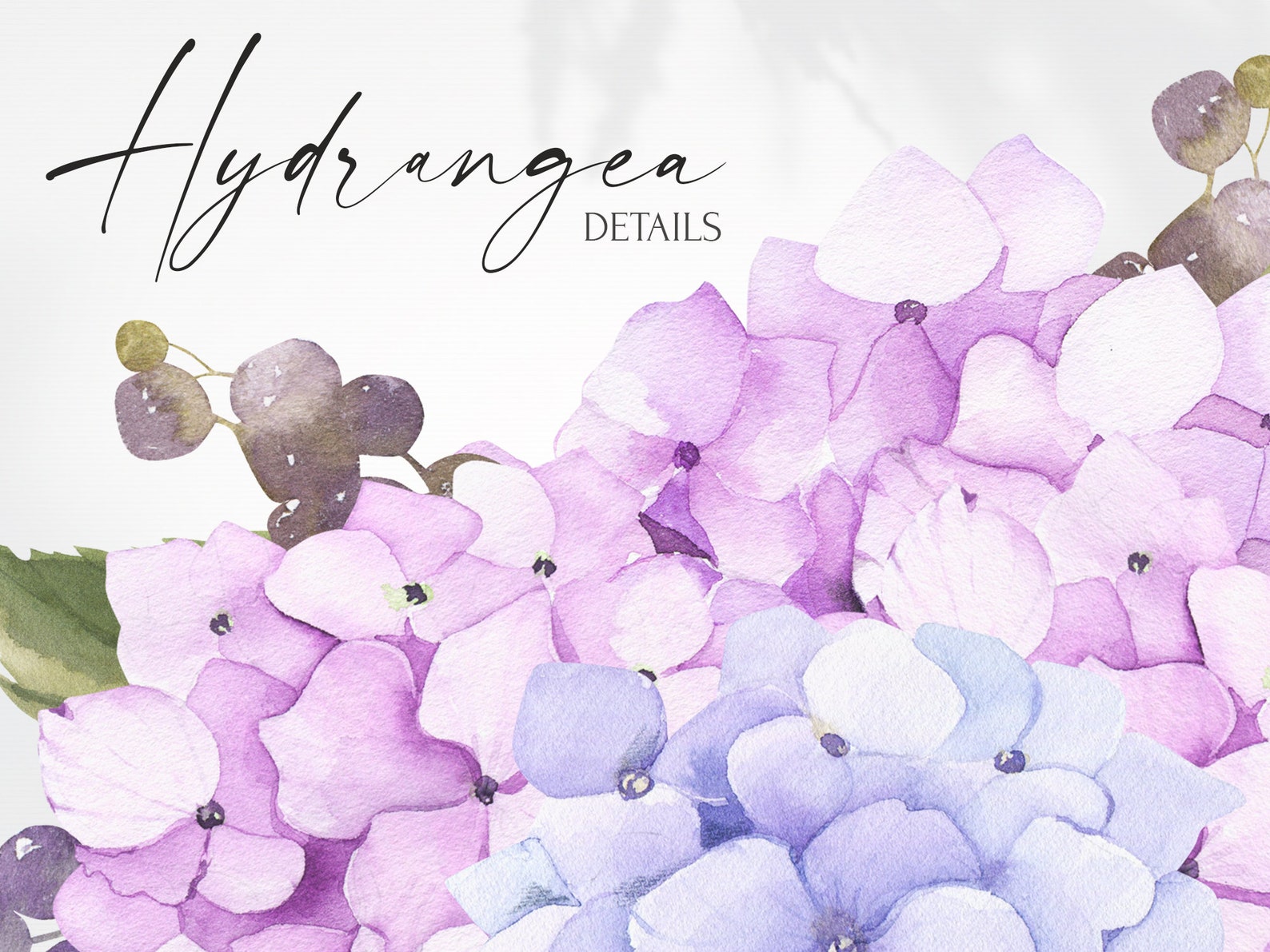 Watercolor Hydrangea Flowers Clipart for Instant Download. - Etsy