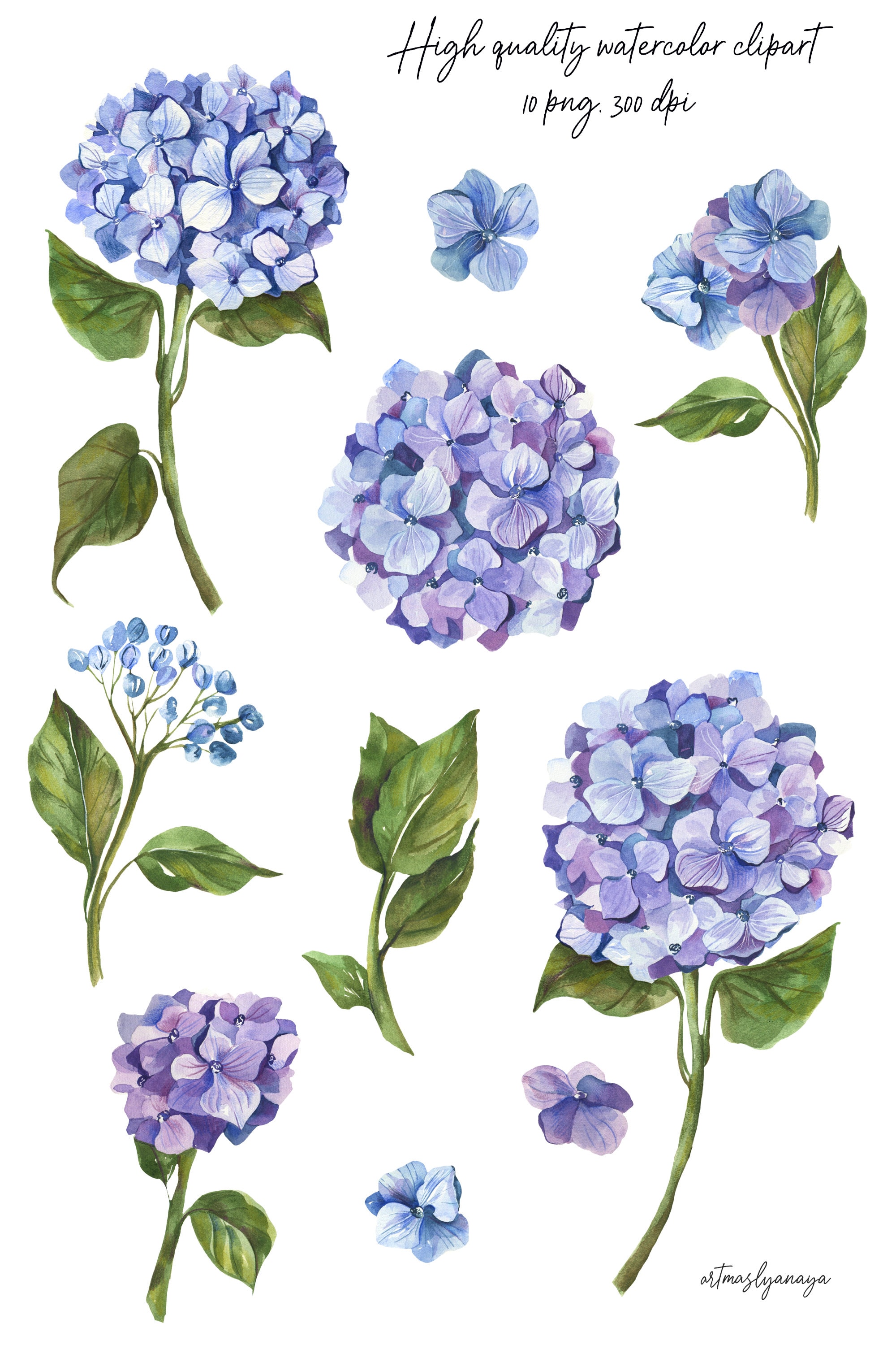 Hydrangea Clipart