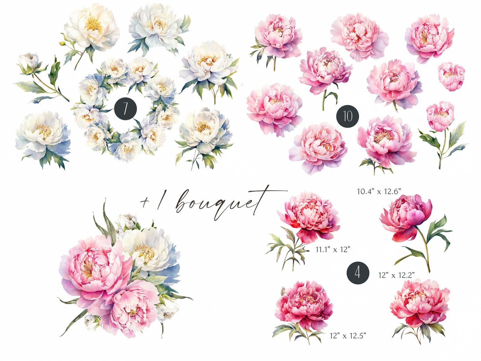 Peonies Flowers Watercolor Clipart for Instant Download, Free ...
