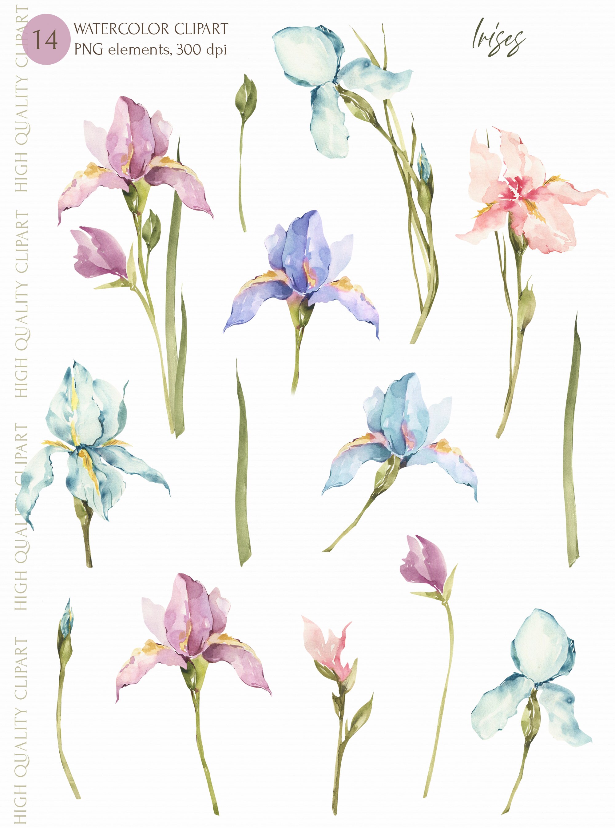 Watercolor Floral Clipart. Irises Flowers and Leaves Illustrations. PNG ...
