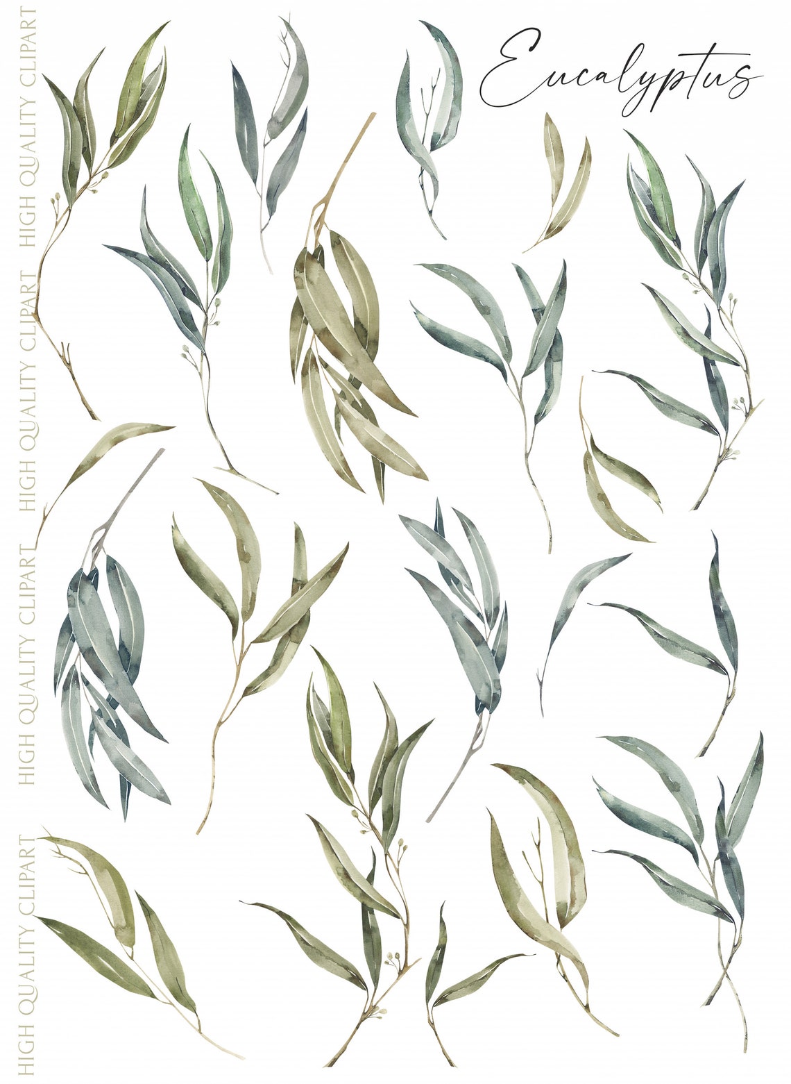Watercolor Eucalyptus Leaves Clipart. Herbal Botanical - Etsy