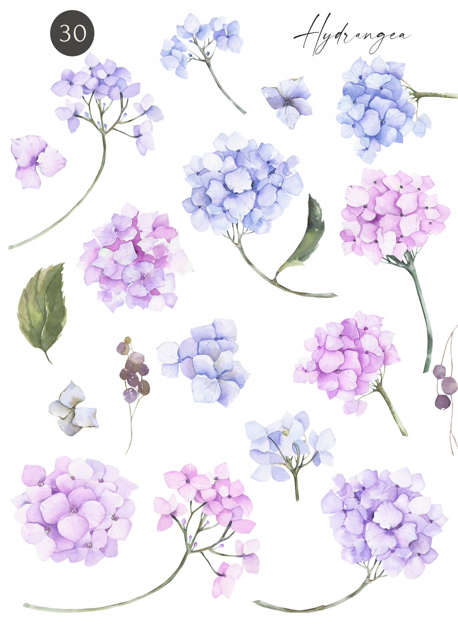 Watercolor Hydrangea Flowers Clipart for Instant Download. - Etsy