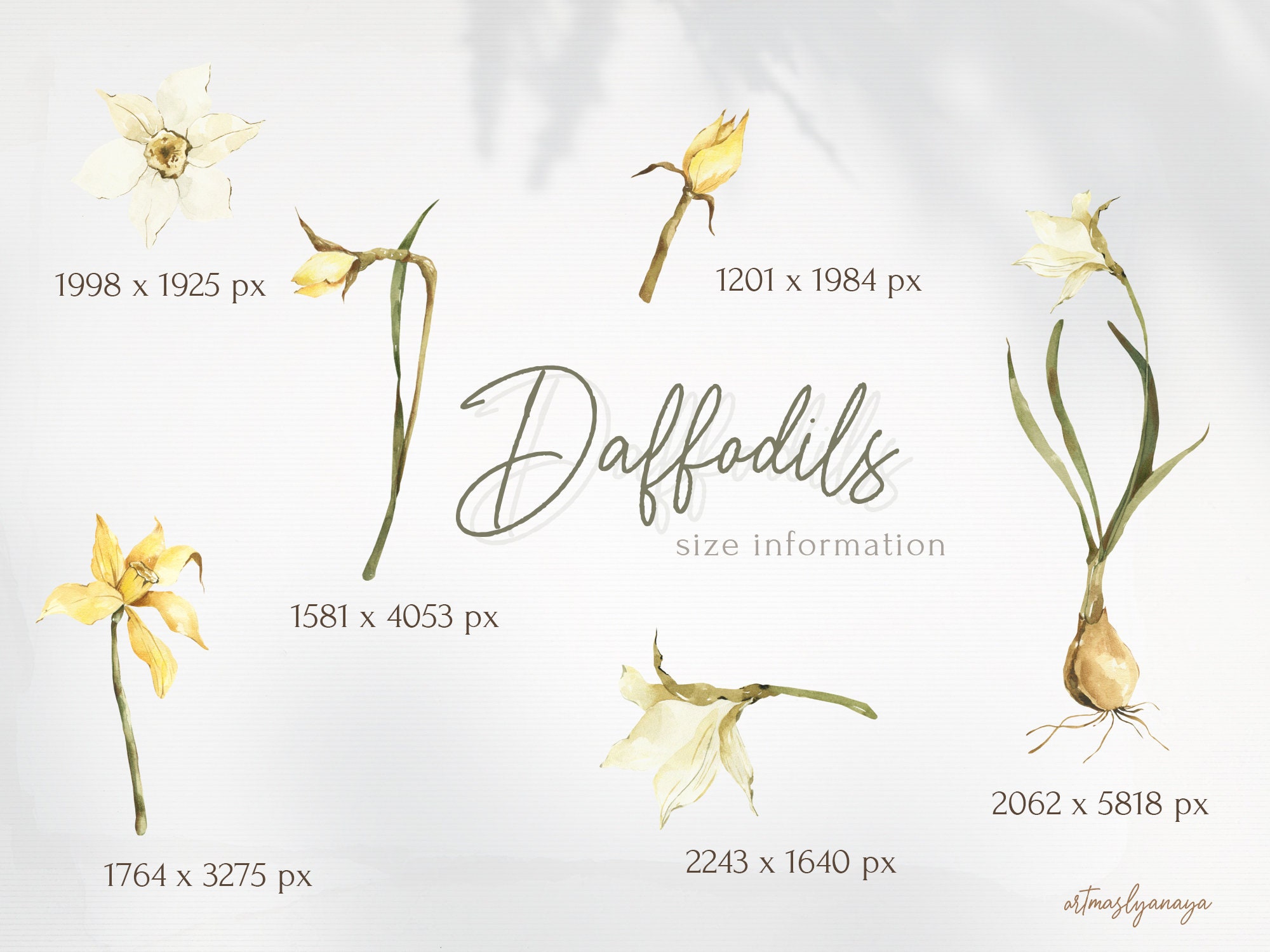 Watercolor Floral Clipart Daffodils Spring Collection of - Etsy