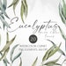 Watercolor Eucalyptus Leaves Clipart. Hand Painted Herbal Botanical ...