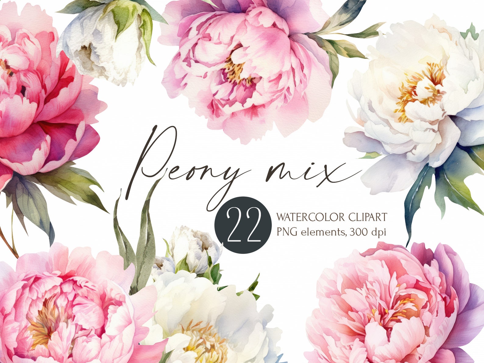 Peonies Flowers Watercolor Clipart for Instant Download, Free ...