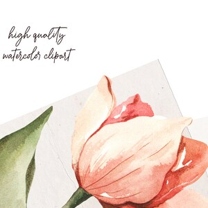 Watercolor Tulips Clipart, Coral Pink Color. Hand Drawn Digital Images ...