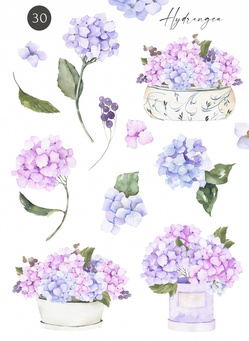 Watercolor Hydrangea Flowers Clipart for Instant Download. - Etsy