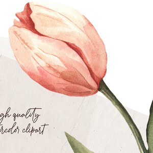 Watercolor Tulips Clipart, Coral Pink Color. Hand Drawn Digital Images ...