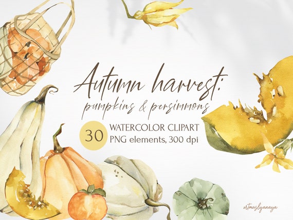 Watercolor Autumn Harvest: Pumpkins and Persimmons Clipart. | Etsy