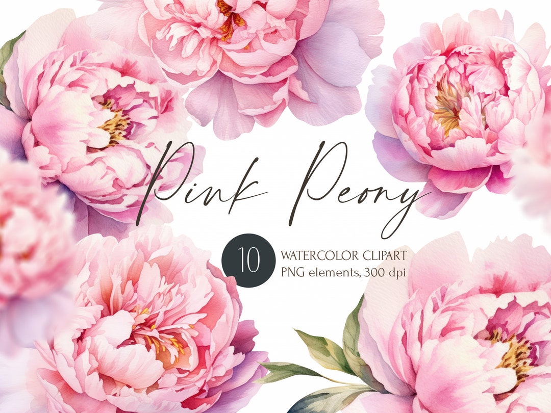 Pink Peonies Flowers Watercolor Clipart for Instant Download, Free ...