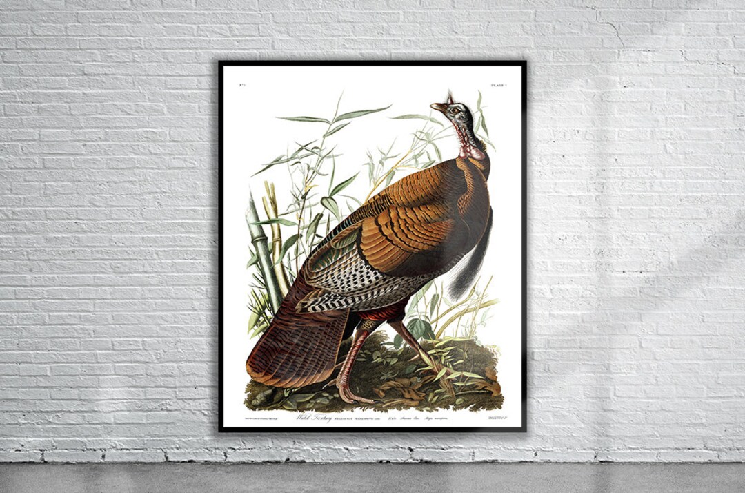 Beautiful Vintage Audubon Wild Turkey Print | Wildlife Print | Vintage ...