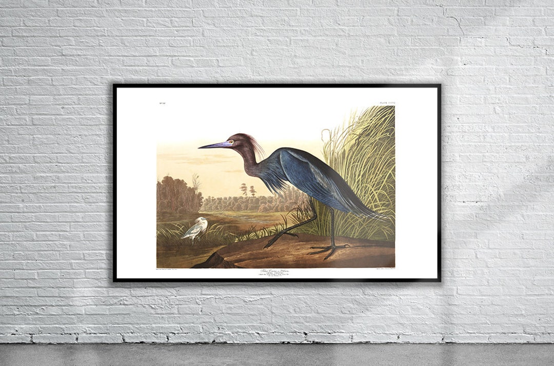 Beautiful Vintage Audubon Blue Crane Print | Wildlife Print | Vintage ...
