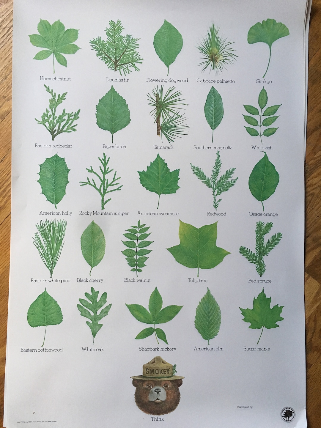 Smokey Bear Tree ID Poster - Etsy