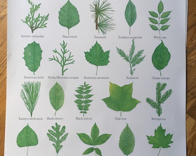 Smokey Bear Tree ID Poster - Etsy