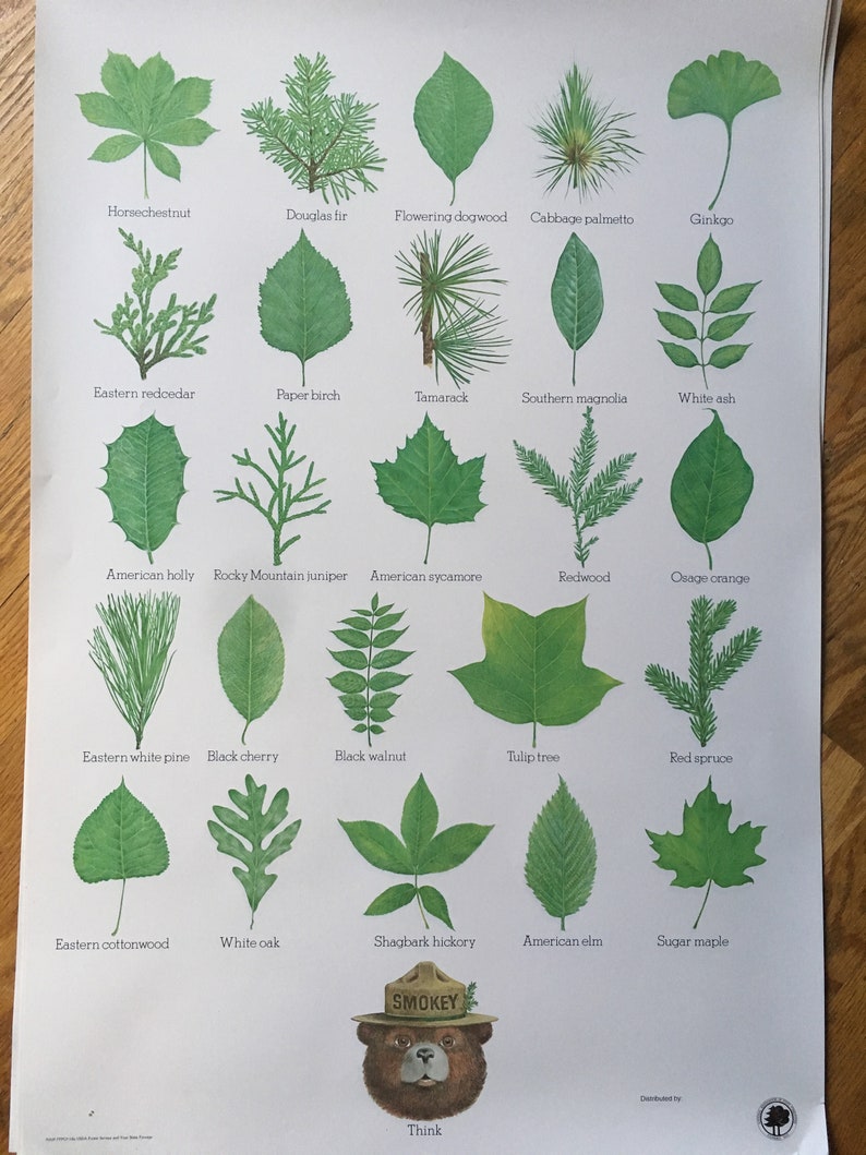 Smokey Bear Tree ID Poster - Etsy