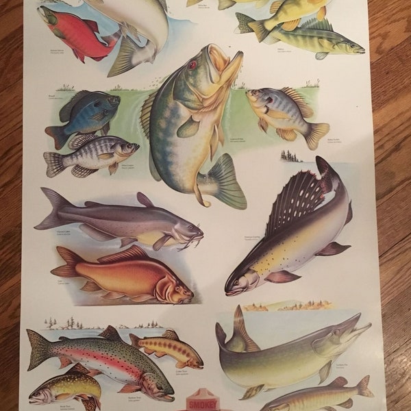 Vintage Fish Poster - Etsy