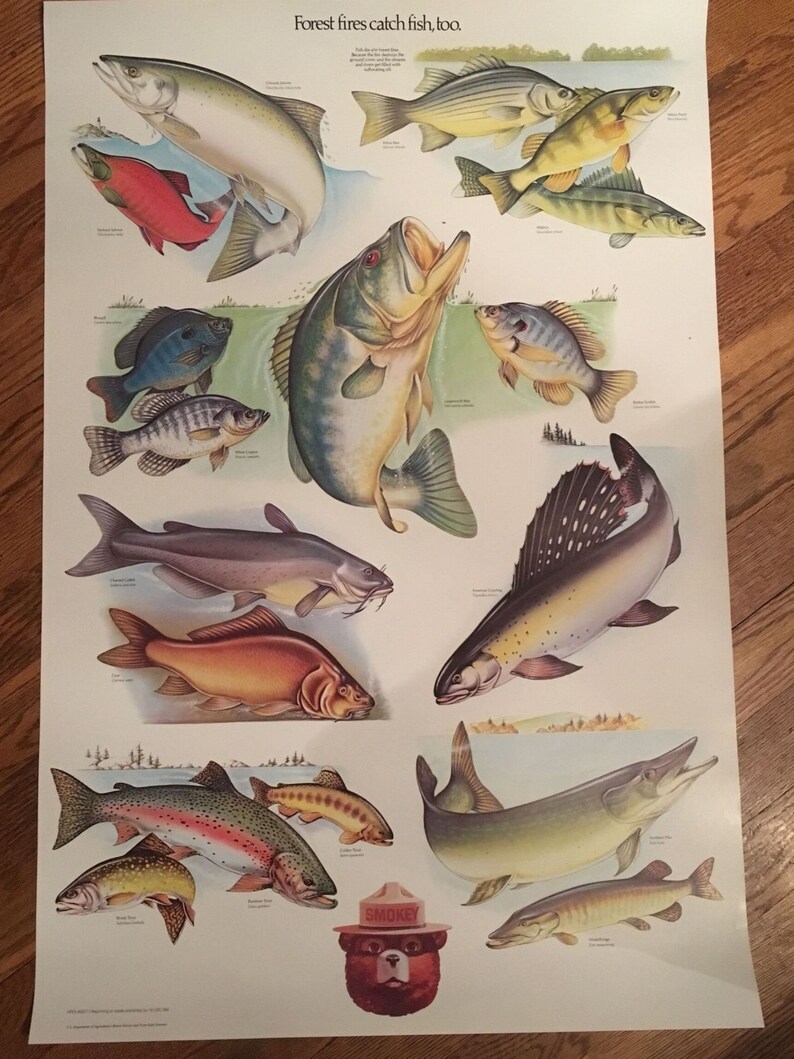 Vintage Smokey Bear Fish ID Poster - Etsy