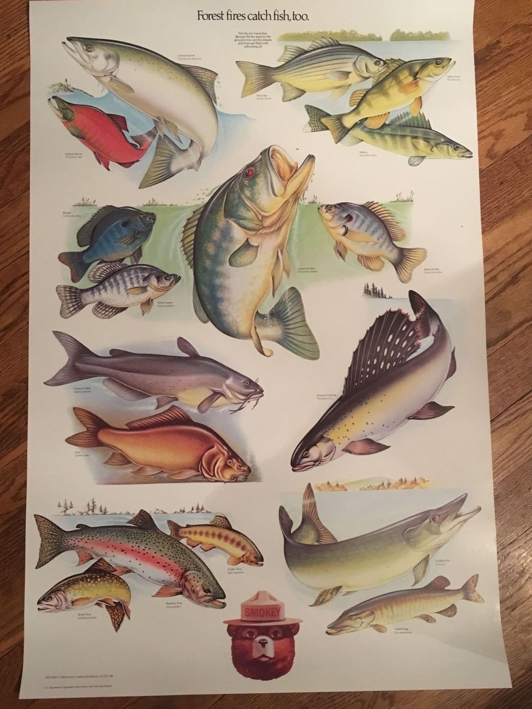 Vintage Smokey Bear Fish ID Poster - Etsy