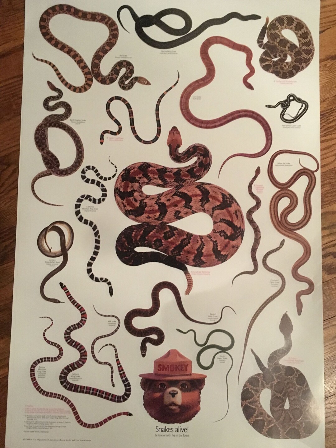Vintage Smokey Bear Snake ID Poster - Etsy