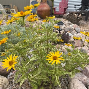 Bundle 10 Vinyl Sticker, Sticker Bundle Pack, Sticker Bundle, Vinyl ...