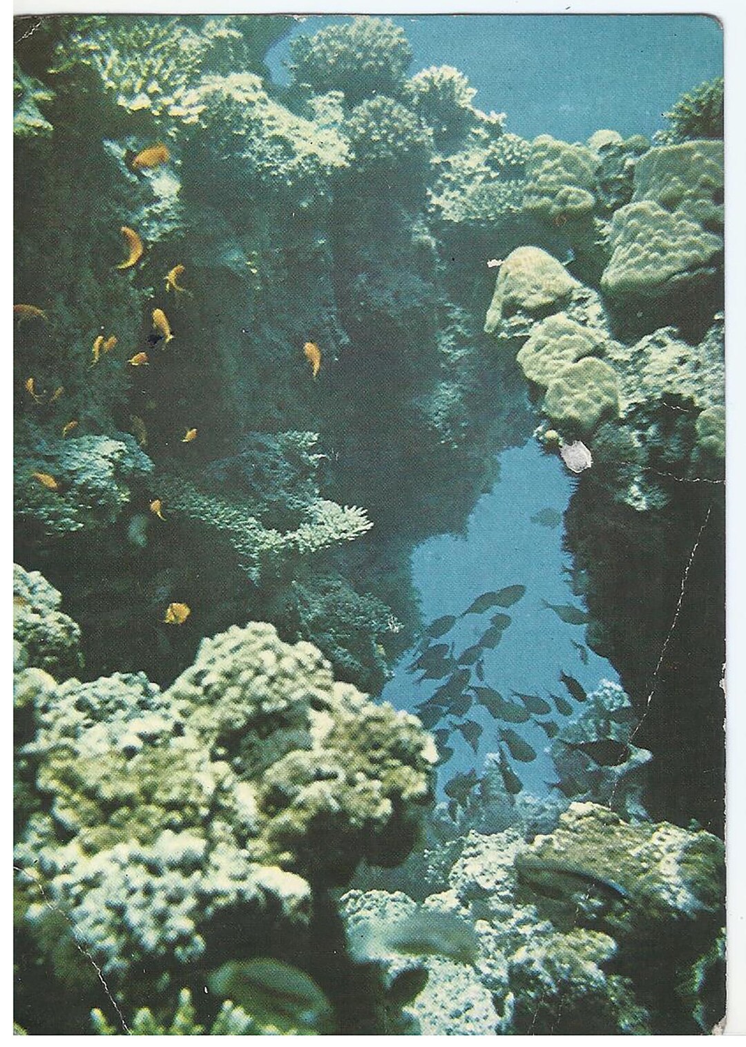 Eilat Israel, Vintage Postcard, Red Sea, Under Water Scenery, 1966 - Etsy