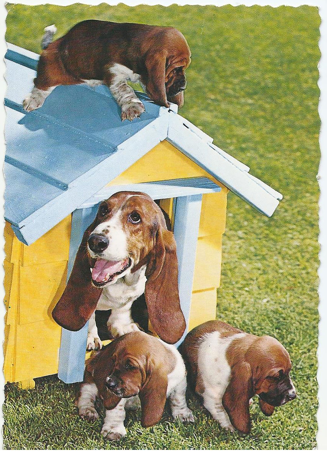 Female Basset Hound With Young, Vintage Postcard, French-belgian Dog ...