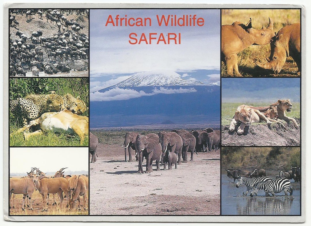 African Wildlife-safari, Vintage Postcard, Scenes From Wildlife, 7 ...