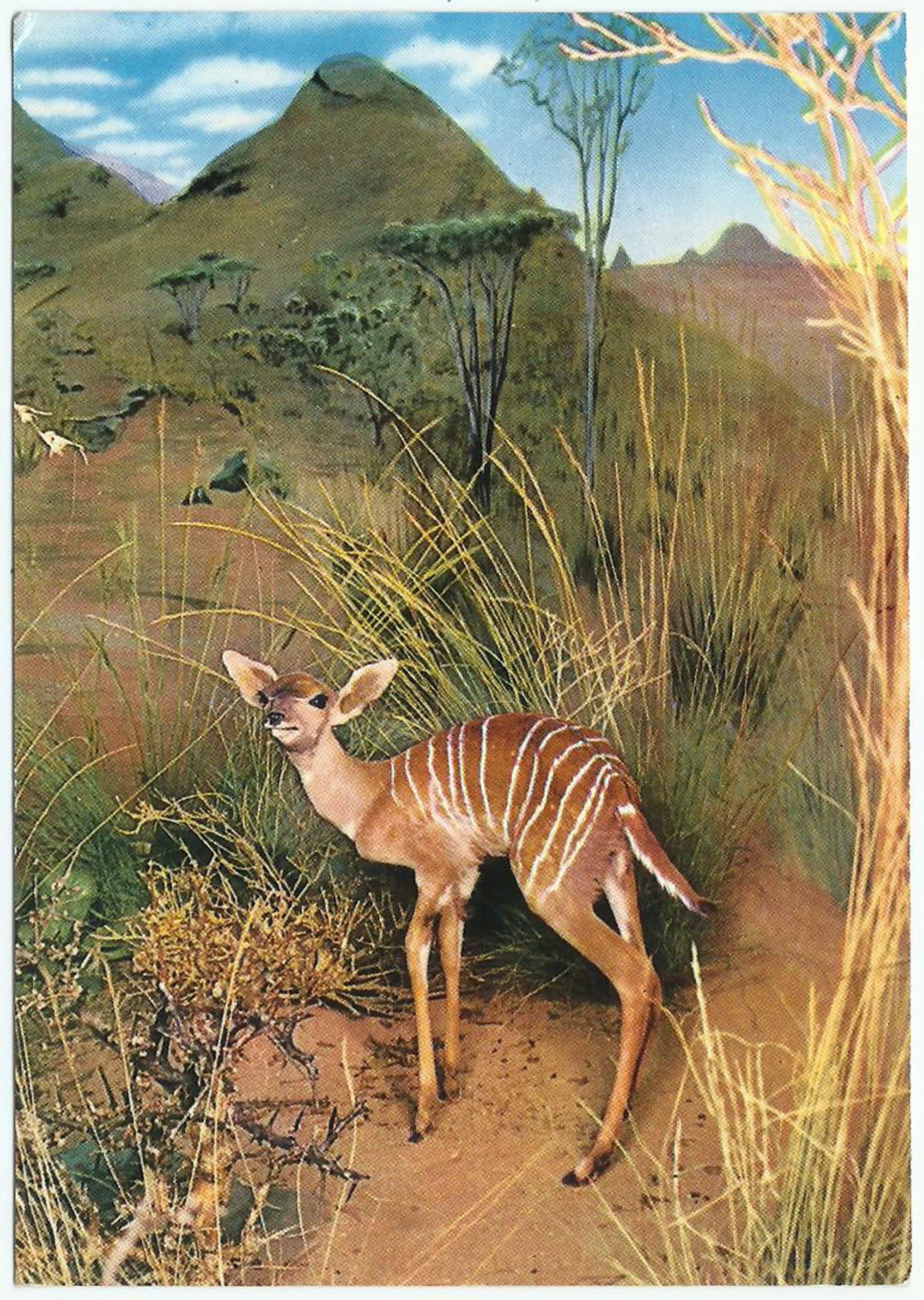 Lesser Kudu Baby