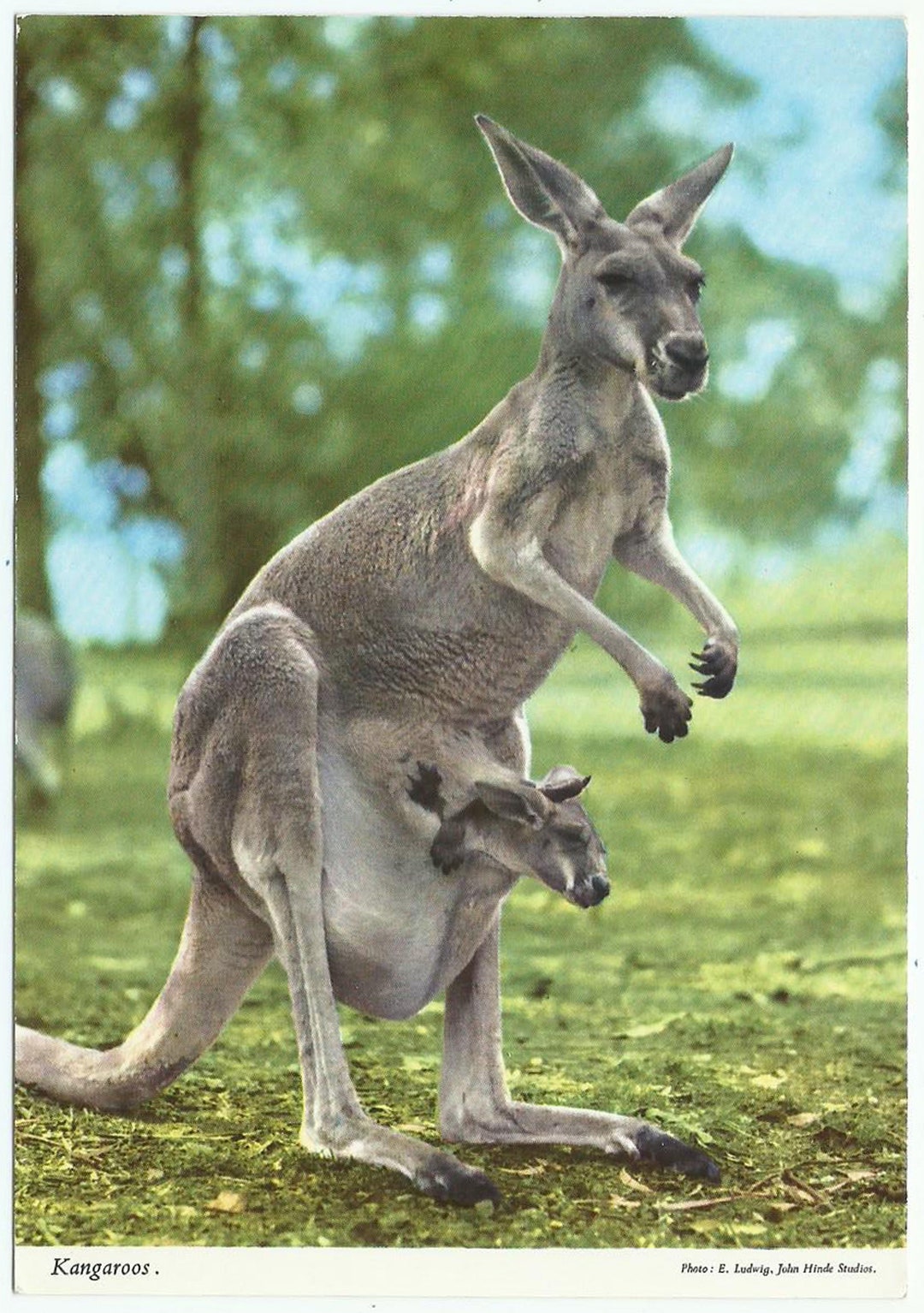 Kangaroos Vintage Postcard African Wildlife Irish Print - Etsy