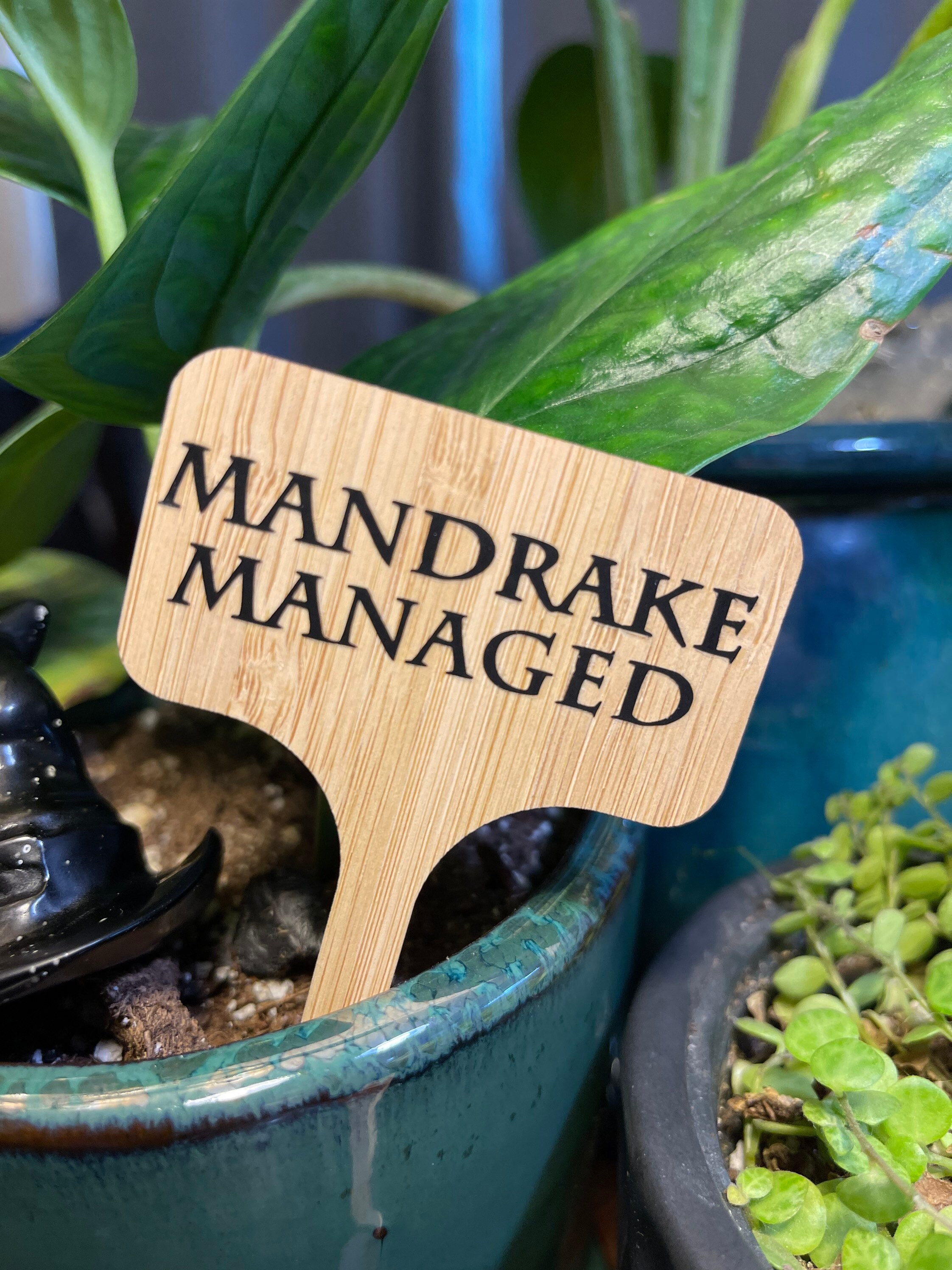 The Potter Collection - Etsy