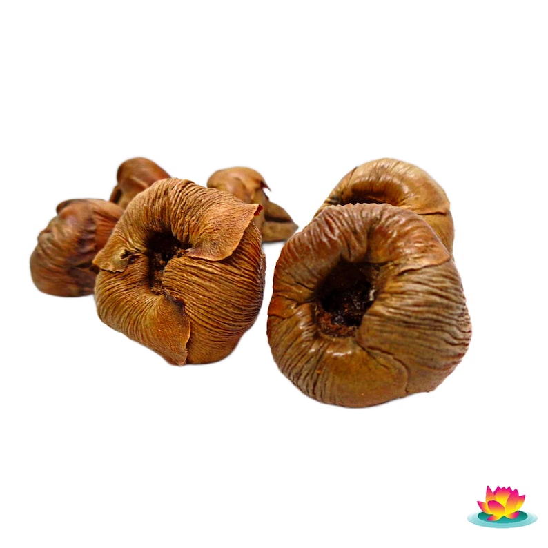 Natural Mini Coconut Pod for Aquarium - Etsy