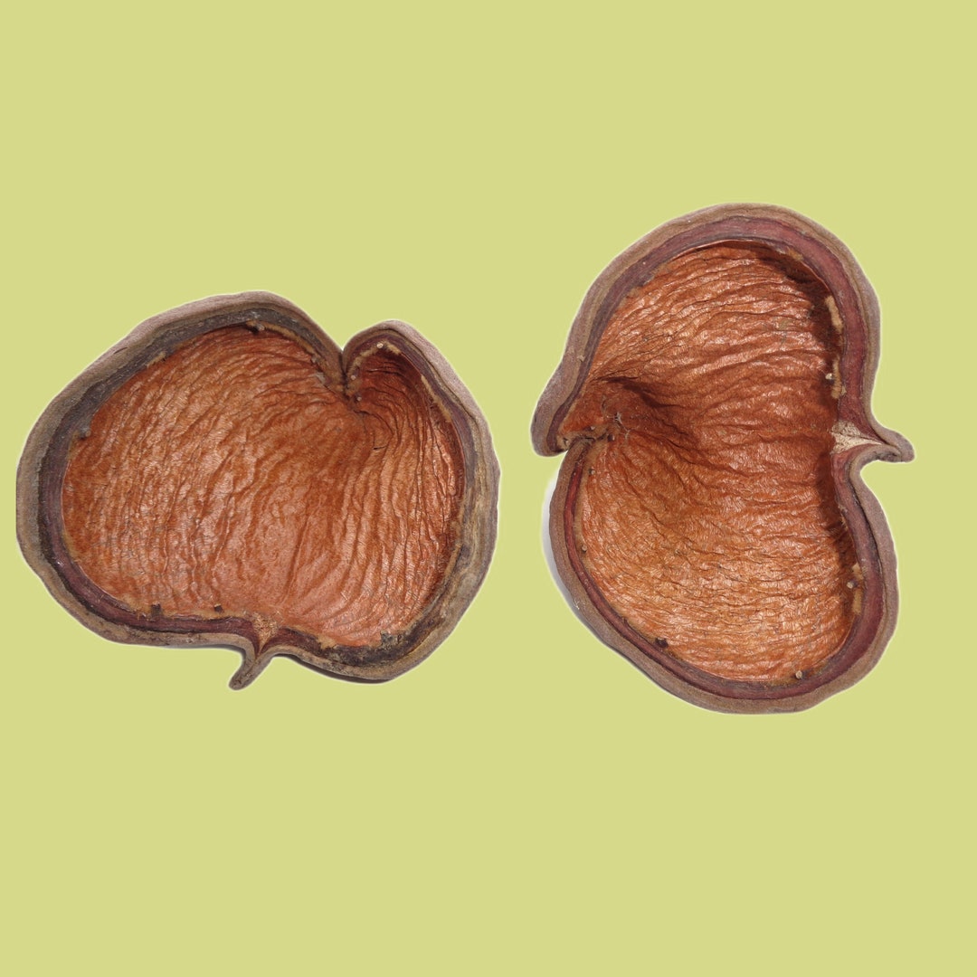 Natural Badam Pod 50/100/150/200 Pcs - Etsy Australia