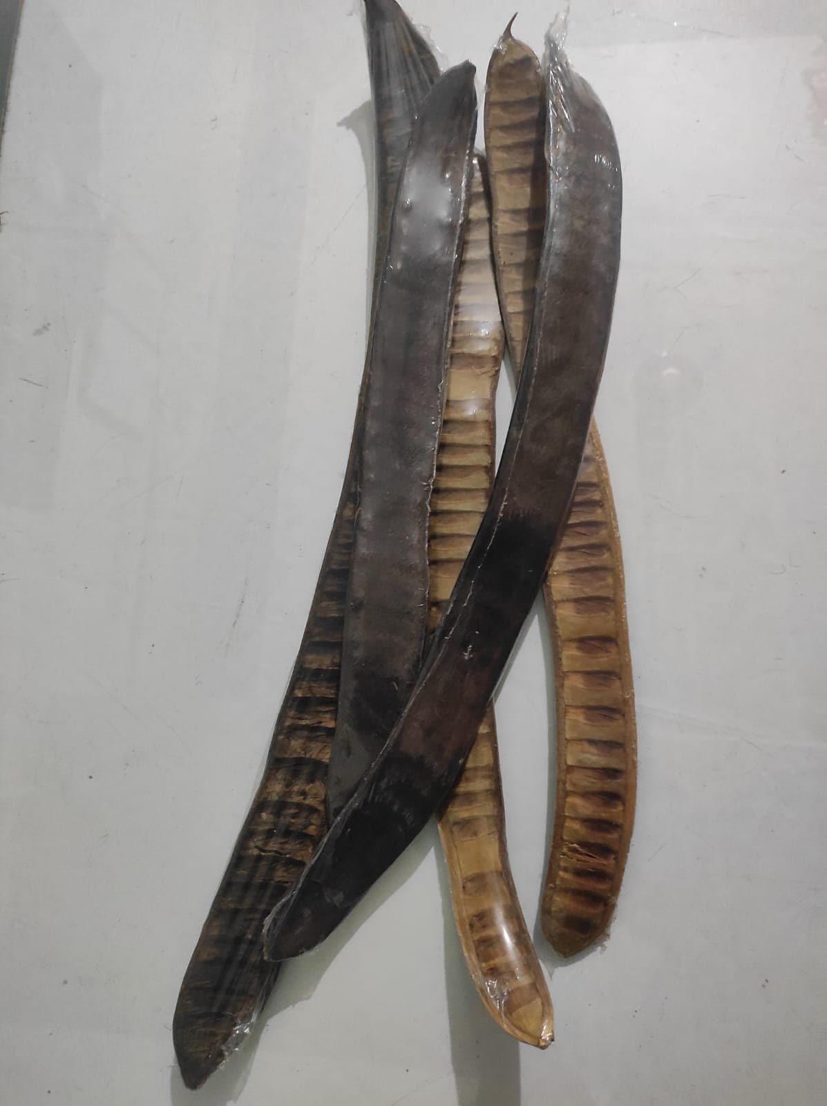 Natural Flamboyant Tree Pod / Flame Tree Seed Pod for Home Decor - Etsy