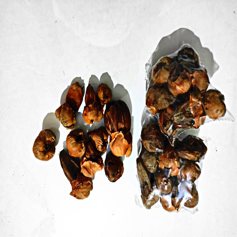 Natural Mini Coconut Pod for Aquarium - Etsy