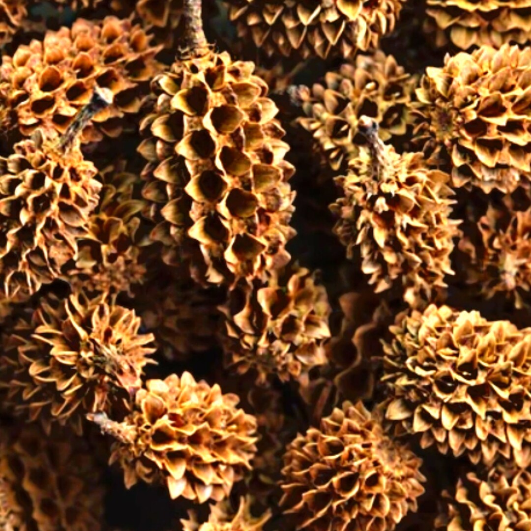 Natural Casuarina Pod /bulk Cones/ Tiny Cones - Etsy