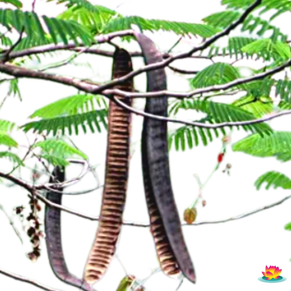 Natural Flamboyant Tree Pod / Flame Tree Seed Pod for Home Decor - Etsy