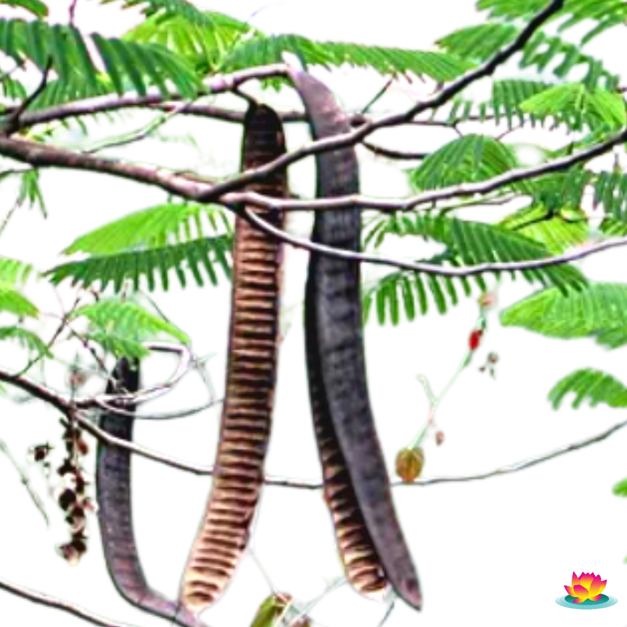 Natural Flamboyant Tree Pod / Flame Tree Seed Pod for Home Decor - Etsy