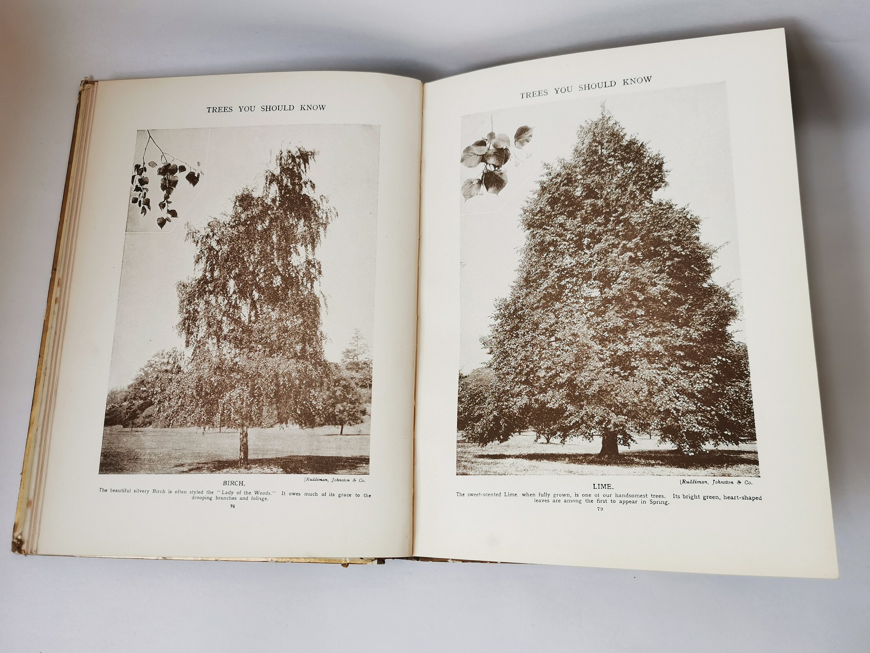 The Wonder Book of Nature (c. 1930) 350+ Vintage Illustrations, Nature ...