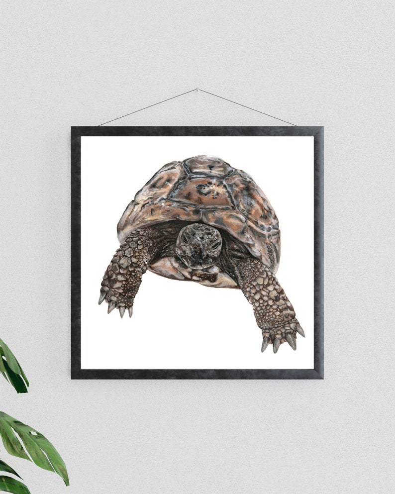 Tortoise Print -acrylic Painting Print -square Art Print - Animal Print ...