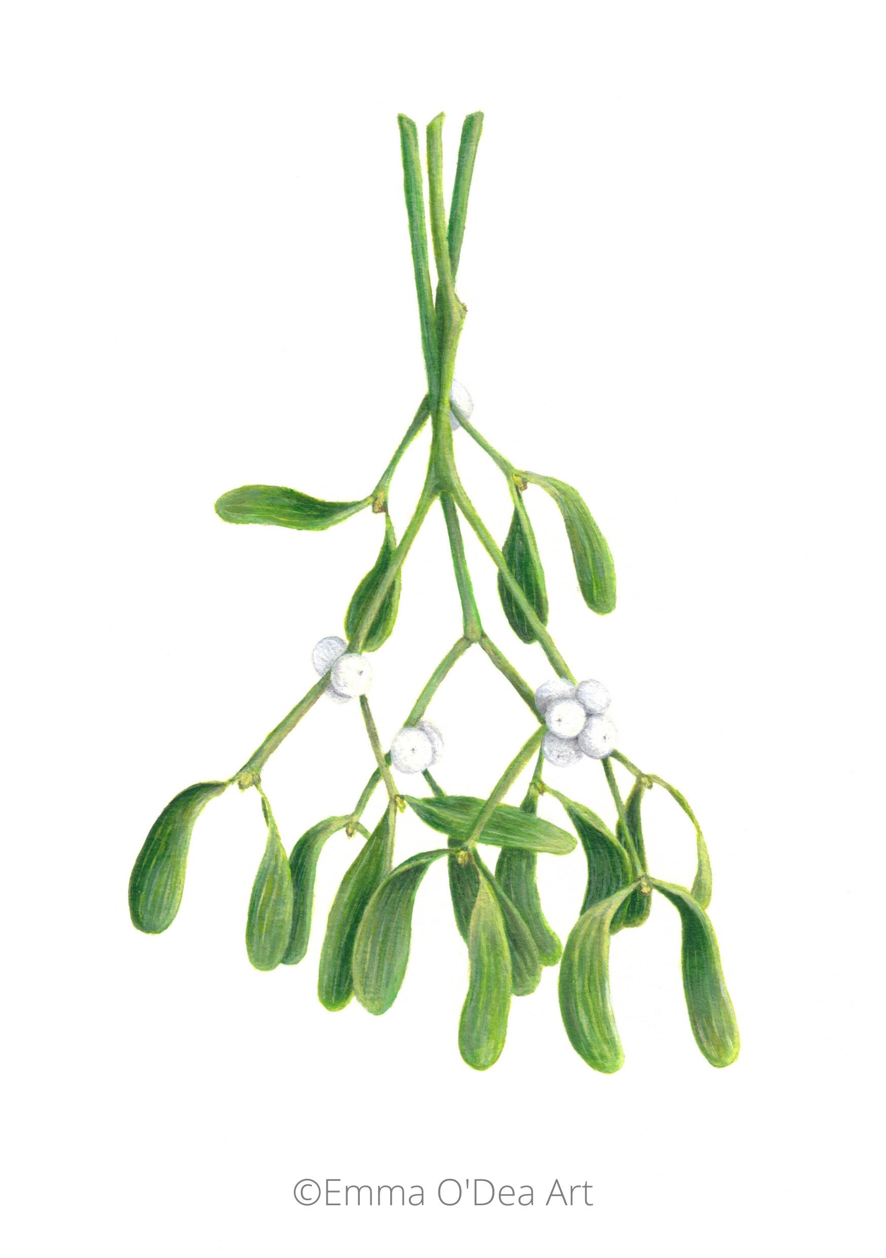 A5 Original Acrylic Painting of Mistletoe - Christmas Present ...
