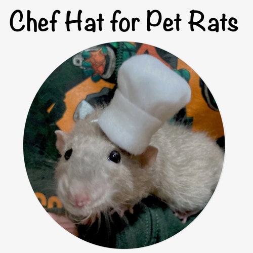 Chef Hat for Pet Rat Multiple Colors and Sizes Available Pet - Etsy