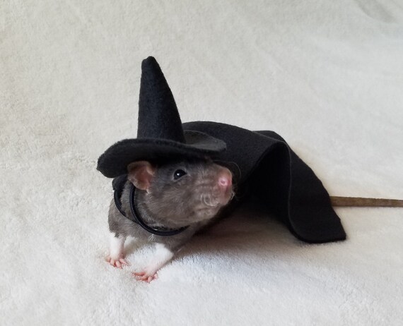 Witch HAT ONLY for Pet Rat Costume Multiple Colors and Sizes | Etsy