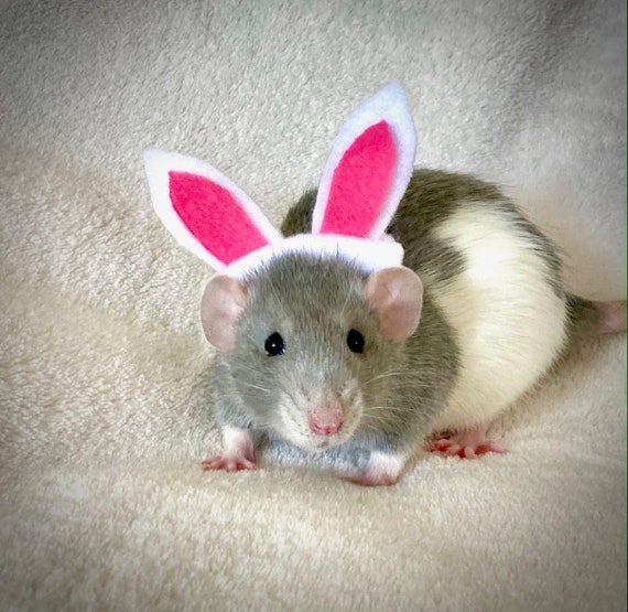 Bunny Ears for Pet Rat size Med 8-10 Cm Perfect Easter Pet - Etsy