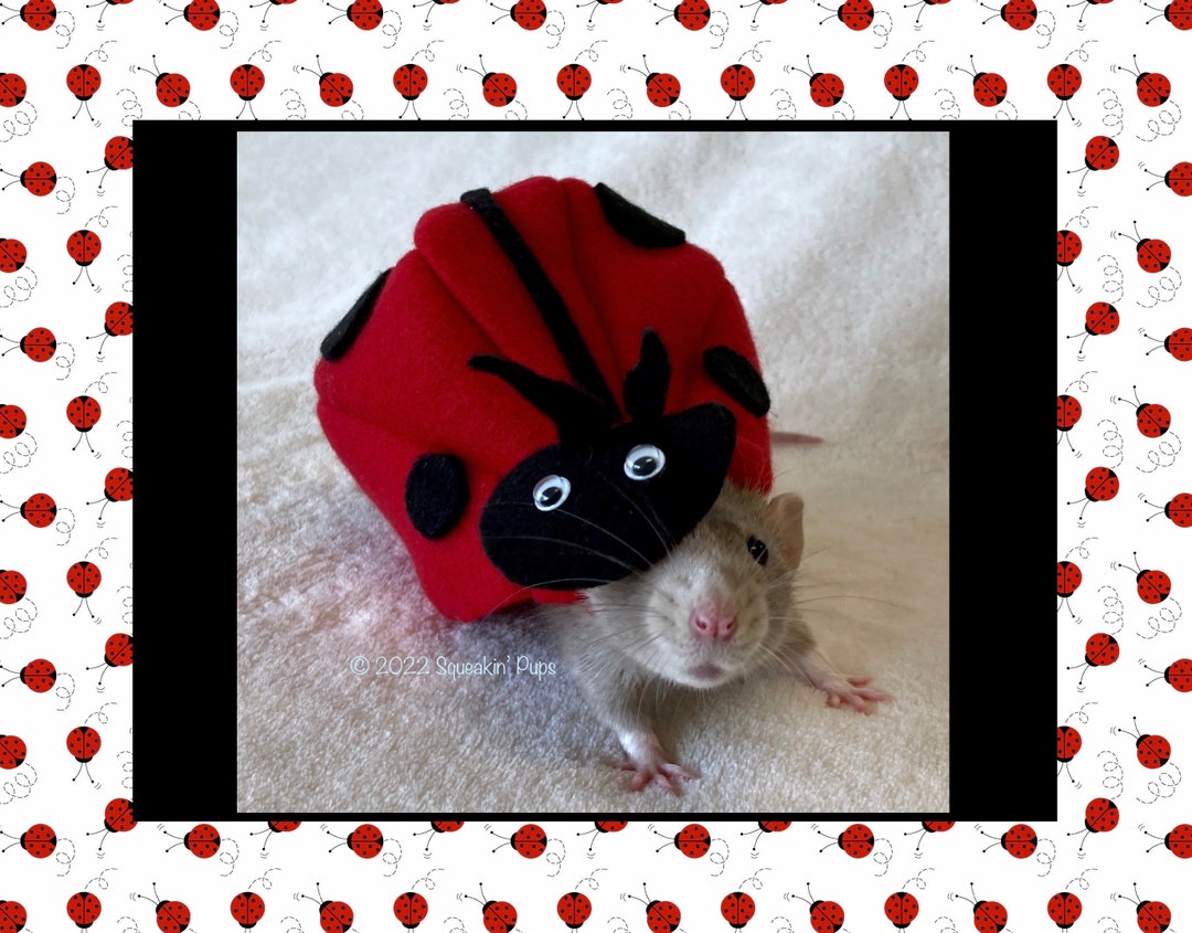 Lady Bug Costume for Pet Rats, Bug Insect Pet Costume, Rat Costume ...