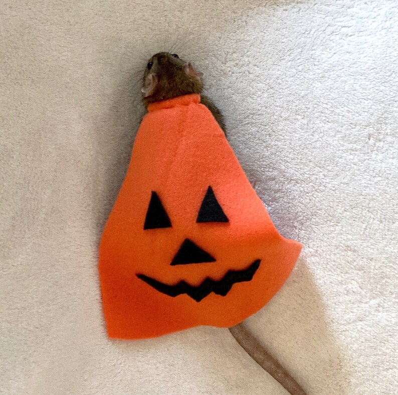Jack O' Lantern Cape Costume for Pet Rats, Orange Cape With Black ...