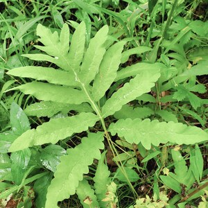 5 Sensitive Fern Bare Roots, Onoclea Sensibilis, Bead Fern, Perennial ...