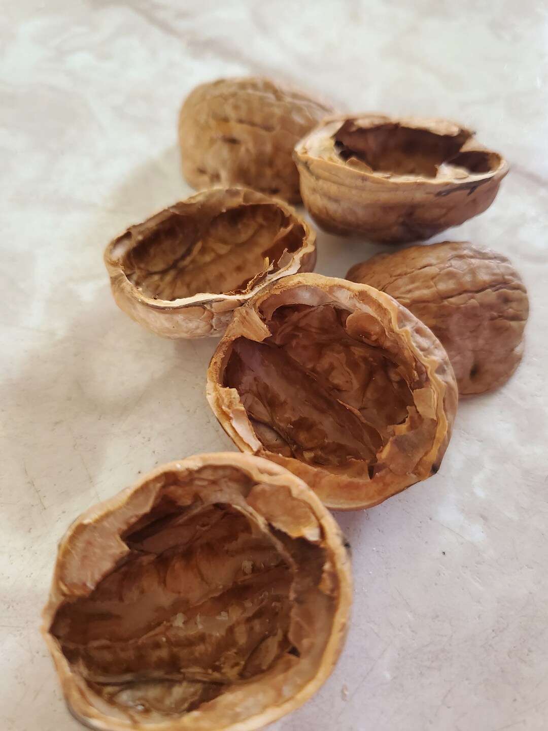 20 Walnut Shells Halves - Etsy