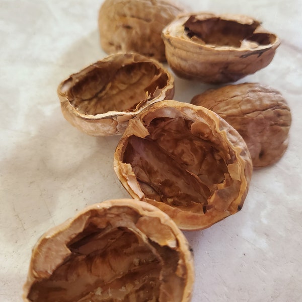 Walnut Shells - Etsy