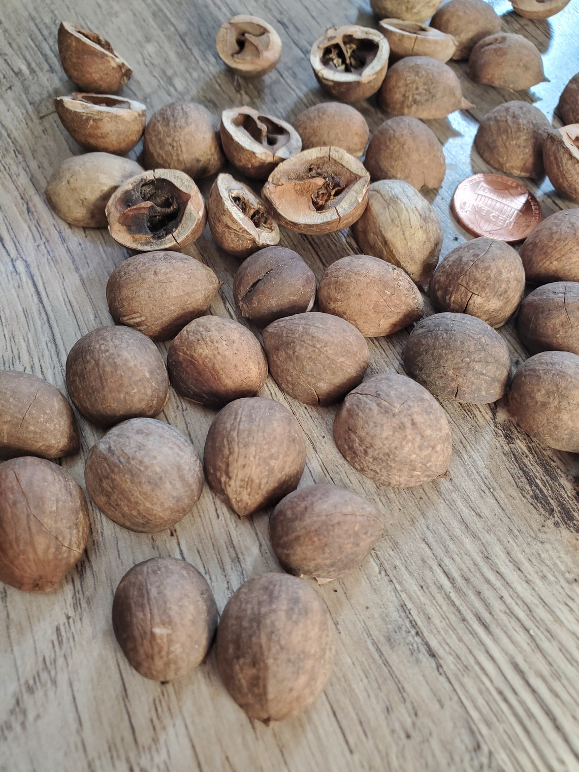 20 Walnut Shells Halves | Etsy